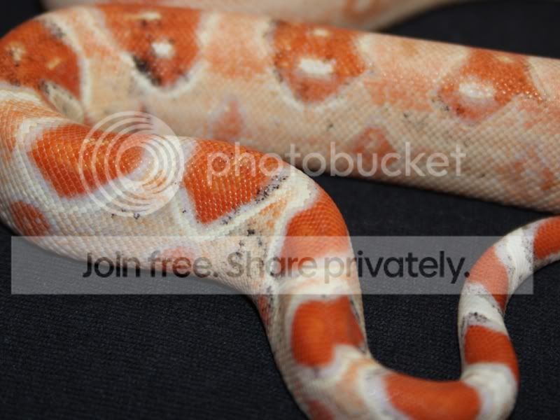 Freshly shed paradox Sharp albino | Reptile Forums
